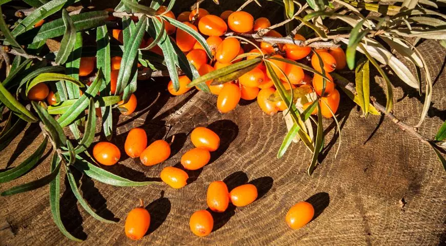 Biển Buckthorn.