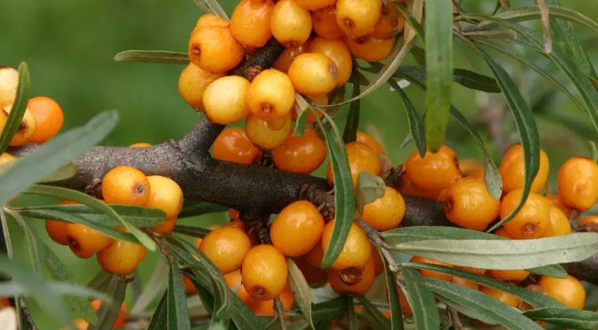 সাগর buckthorn.