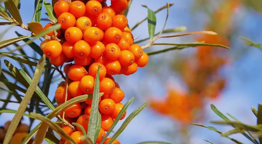 Biển Buckthorn.