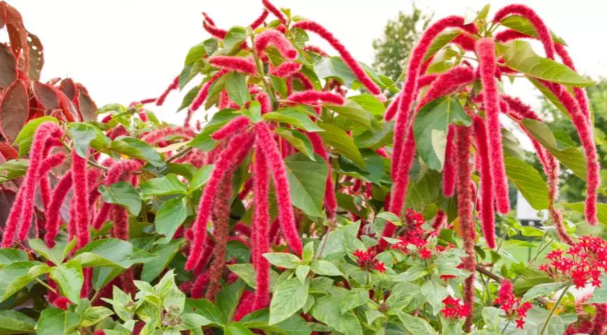 Amaranth.