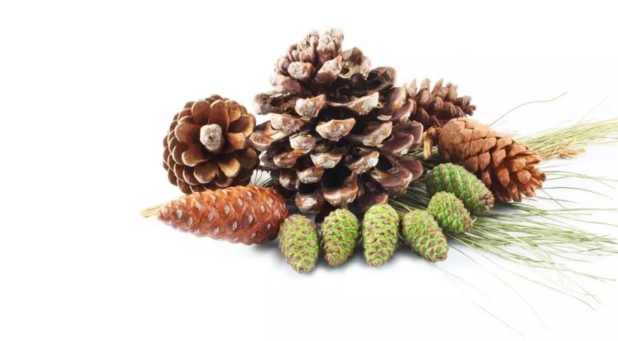 Pine cones