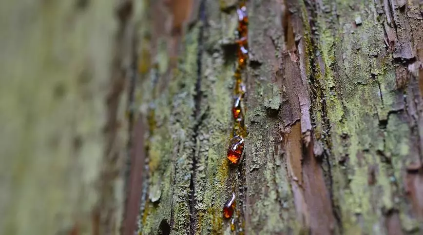 How to make a Buryat chewing. Healing properties of the Baikal Small 10632_2