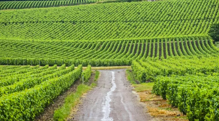 Champagne Vineyards.