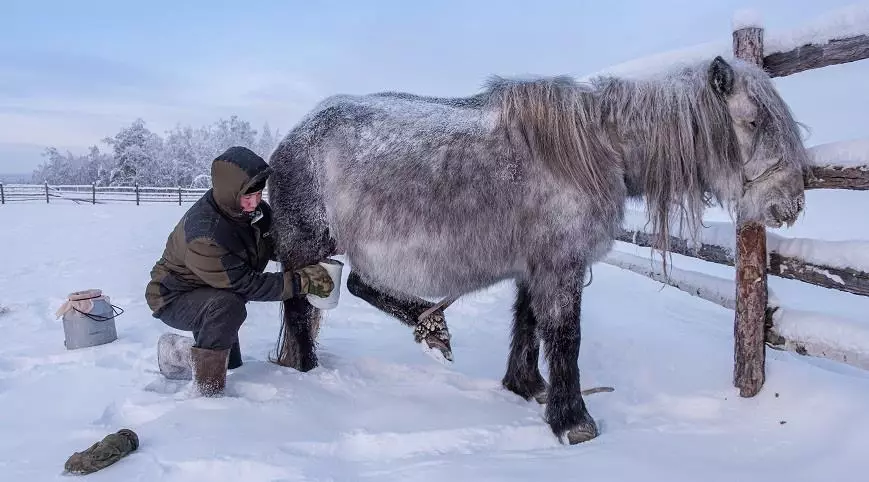 Ngano nga sa Yakutia pagkaon mga foals? Ngano nga kini nga karne gikonsiderar nga limpyo sa Russia? 116280_1
