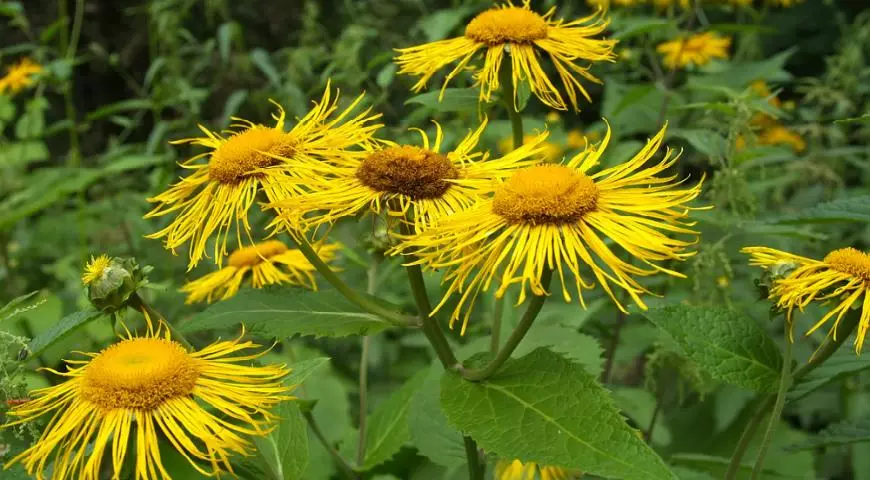 Elecampane.