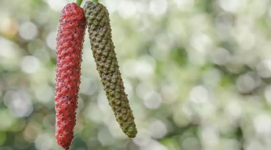 ಉದ್ದ ಮೆಣಸು