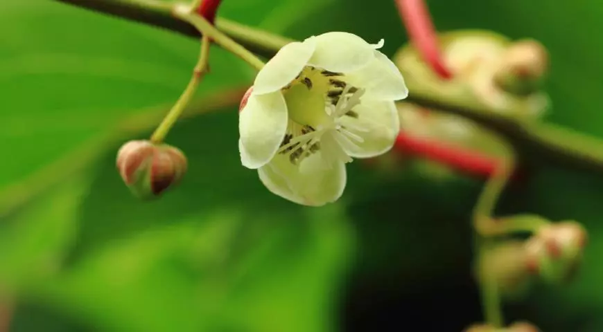 Blommen Aktinidia