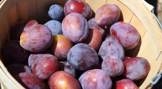 Plum - Descrizione del prodotto su gastronom.ru