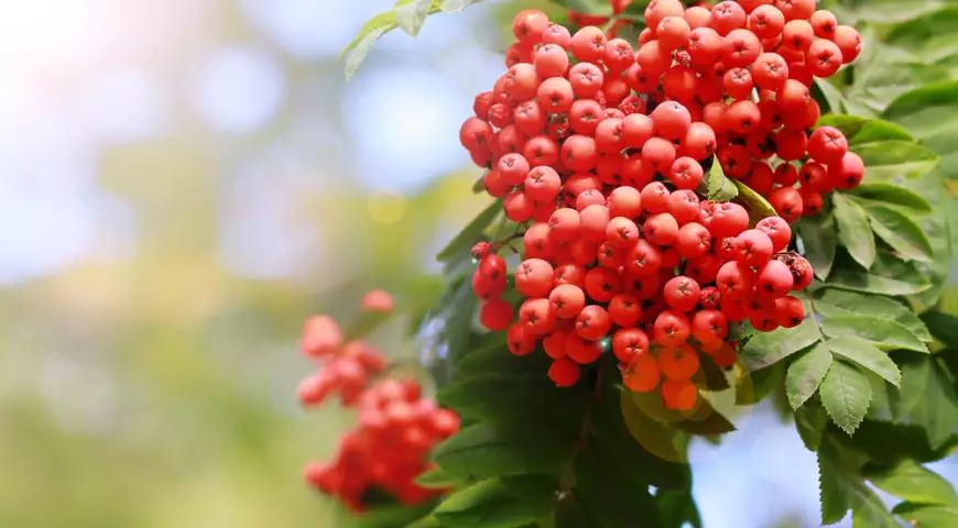 Rowan - Descrición do produto en Gastronom.ru