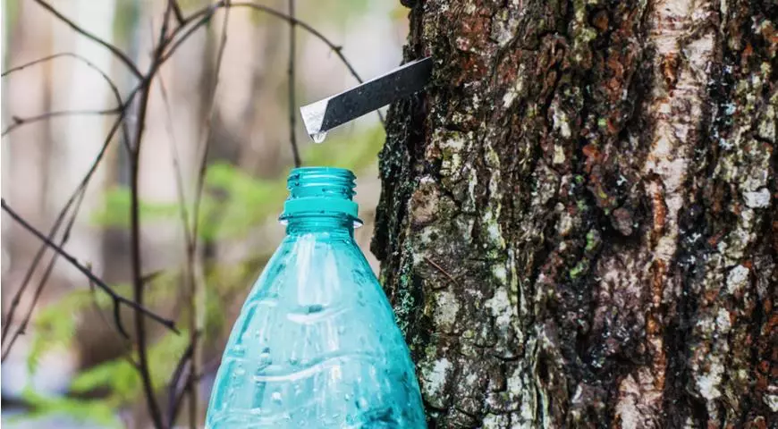 Giunsa pagkuha ang birch juice ug kung unsa ang buhaton niini