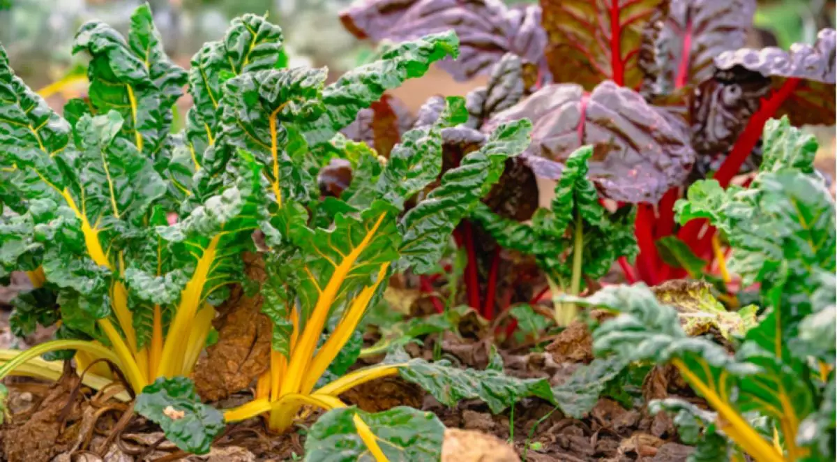 Cut off and rinse thoroughly. Wash the beet, to wrap each in the foil and bake in the oven preheated to 200 ° C. or until complete readiness. Give cool, clean from the peel and cut into medium pieces. 15682_2