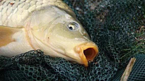 Clear from scales, remove the insides and gills, cut off and postpone. Separate on fillet, removing the ridge and rib bones, but so that both fillets remained attached to the tail.