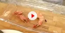 Udang reresik lan nglereni. Resep Video