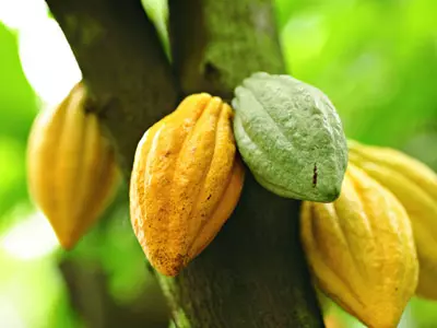 Kakao meyve ve kakao çekirdekleri - yetiştirme, endüstriyel işlem, çikolata yapma