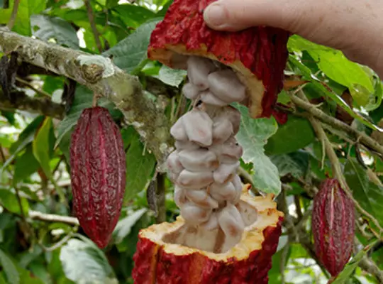 Owoce kakaowe i fasolka kakaowa - uprawa, przetwarzanie przemysłowe, tworzenie czekolady