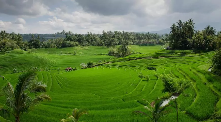 Plantação de arroz