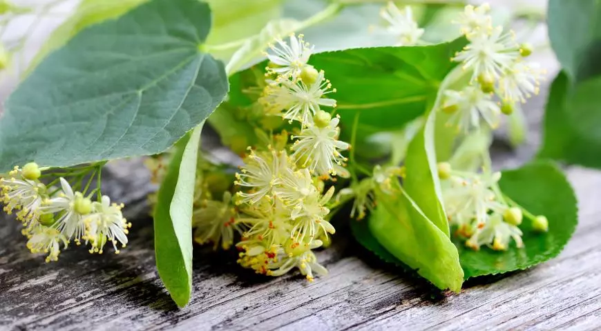 ಲಿಂಡೆನ್ ಬ್ಲಾಸಮ್