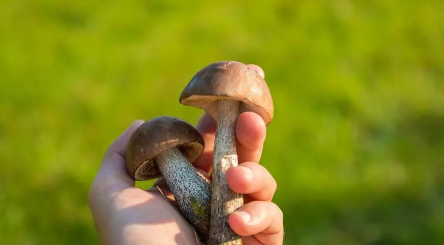 Champignons