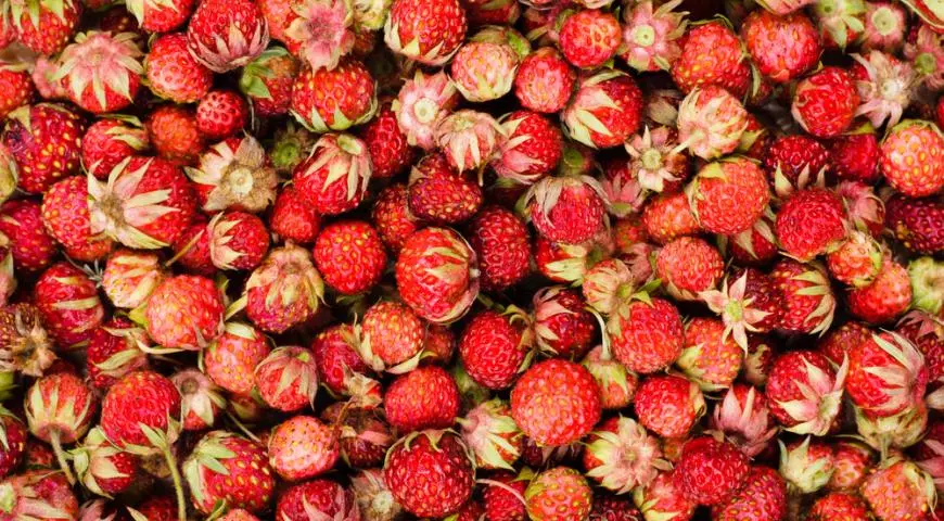 草莓fragaria moschata。