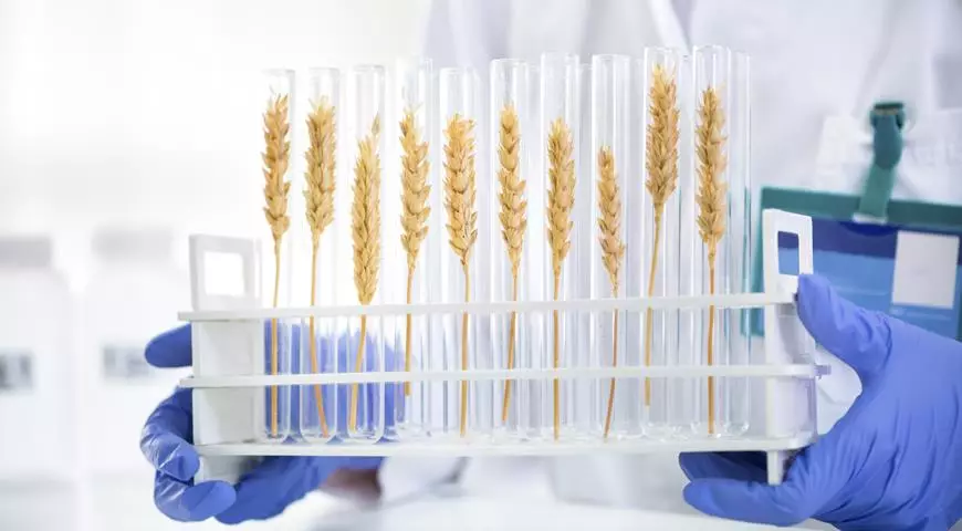 Wheat in test tube