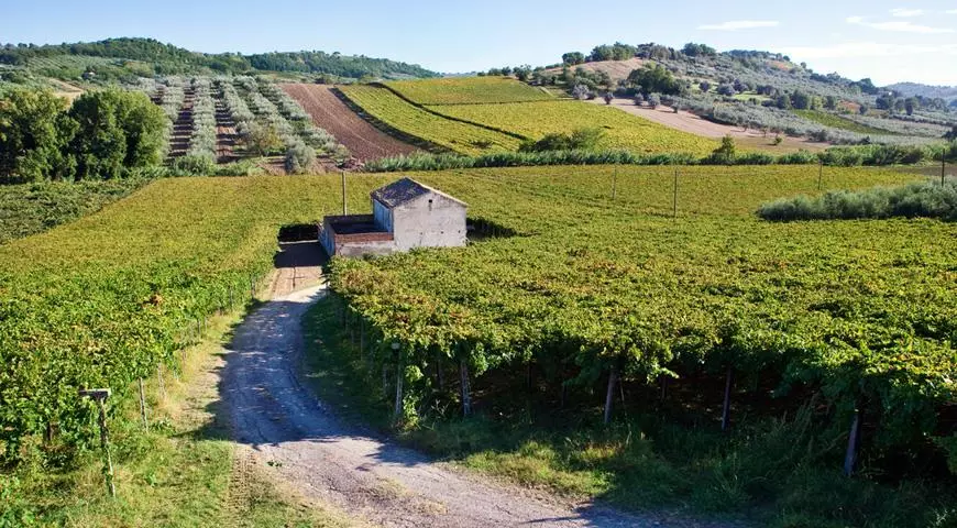 白葡萄酒的爱好者将在Abruzzo新鲜，节点和，作为一个规则，非常简单的Trebbiano d'Abruzzo Doc，它们特别适合当地沿海菜肴。在葡萄酒的主要成分中 - 特罗克西亚毒品，Bombino Bianco和Tussekano Tuscano可以单独使用或混合在一起（它们应该至少85％使用葡萄）。