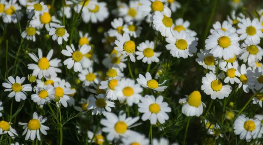 Chamomile