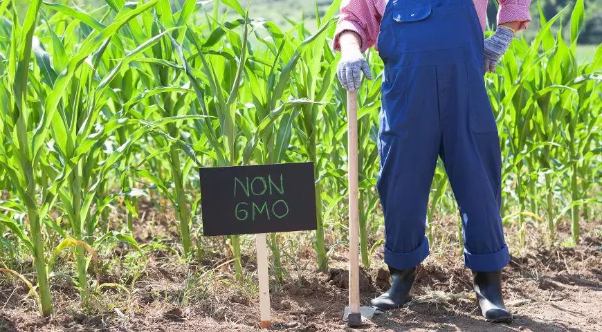 Zozhe: GMO, antioksidanlar ve plastik kaplar hakkında doğru ve yatıyor 34913_4