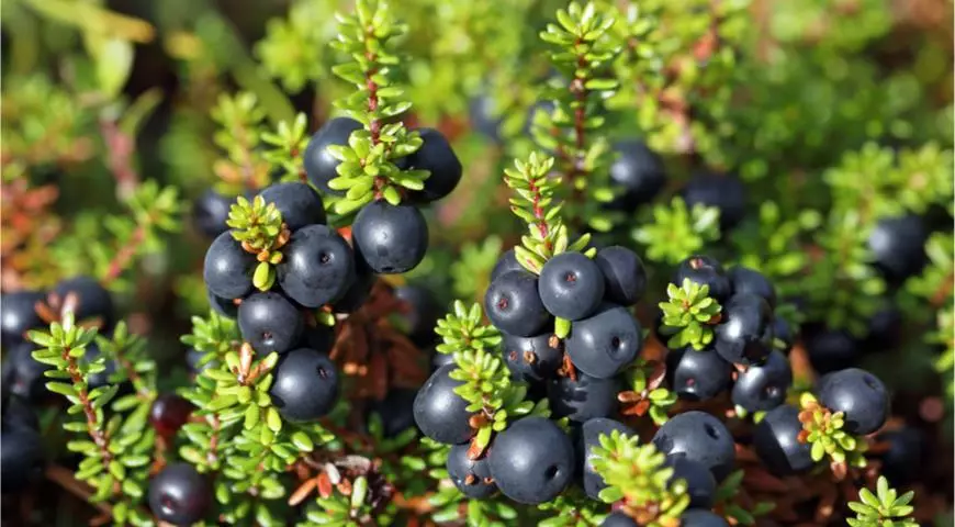 Shikha: Increíble Berry del Norte. Cómo cocinar jugo, compota y atasco de Shikhi