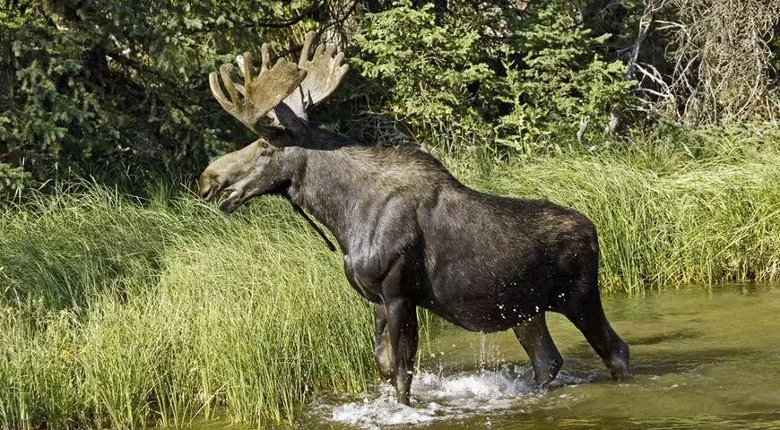 Elk, Sauhy.