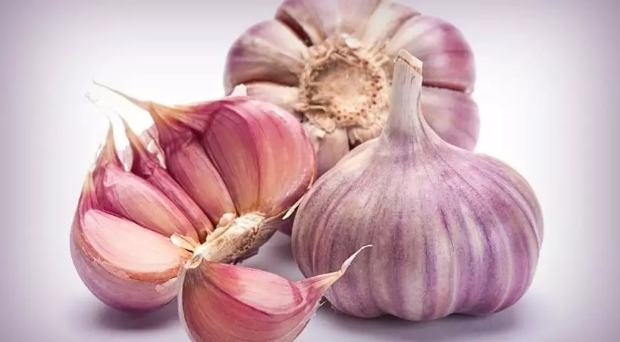 Surkov Garlic