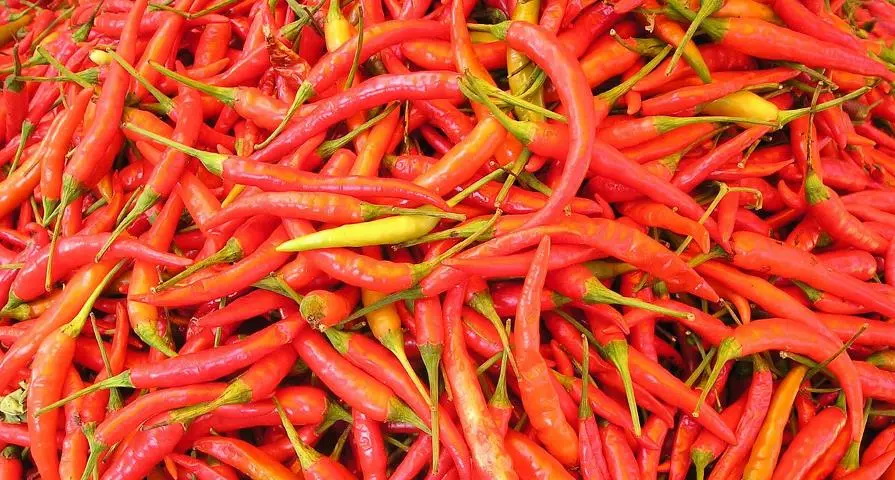 Chili peper