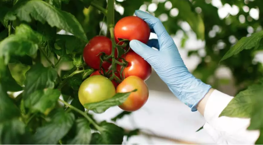 Kajian mengenai kesan penyelesaian berair untuk penanaman tomato