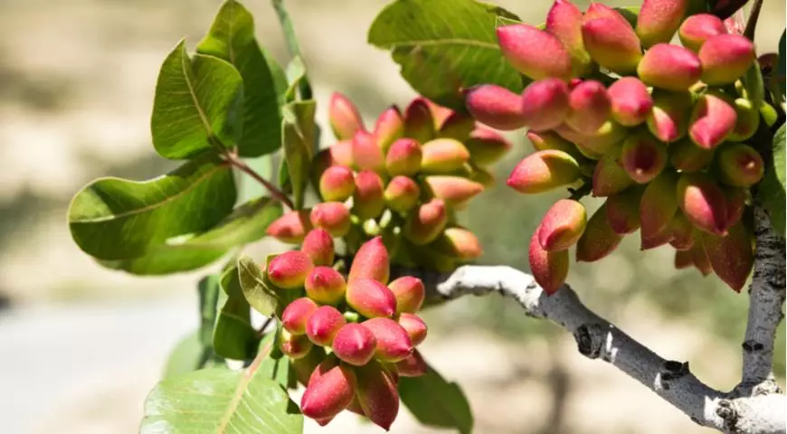 ეს გამოიყურება მომავალი pistachios