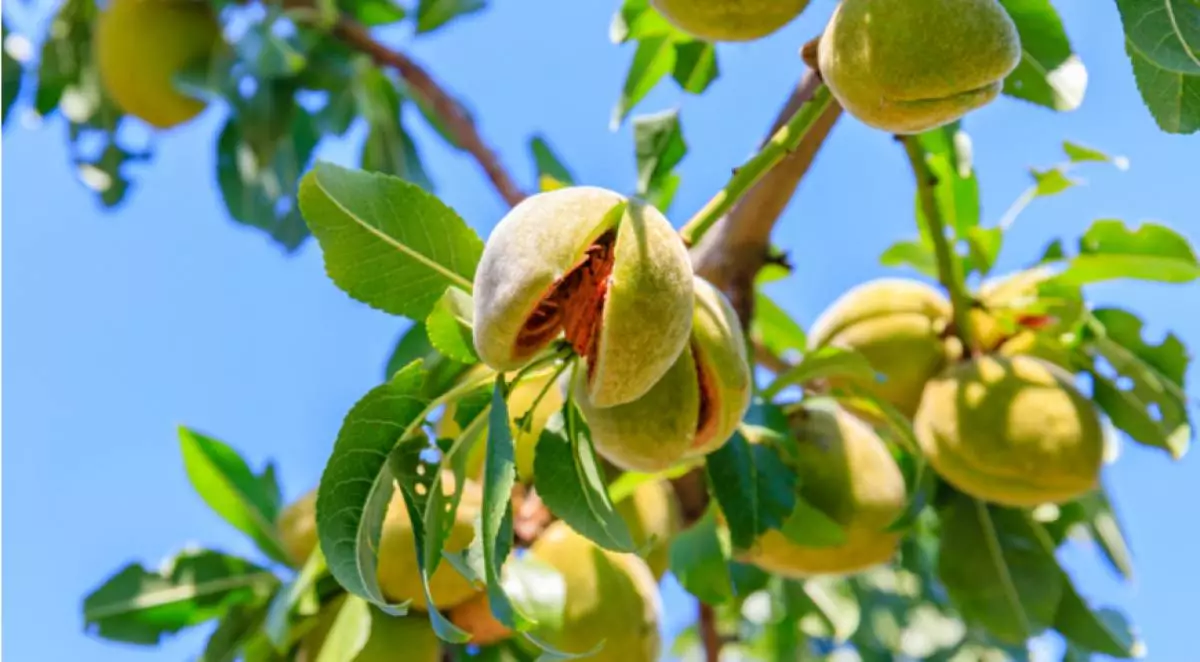 בדוק את הידע שלך. זה מה 13 מוצרים ידועים לחפש הקציר. 58572_14