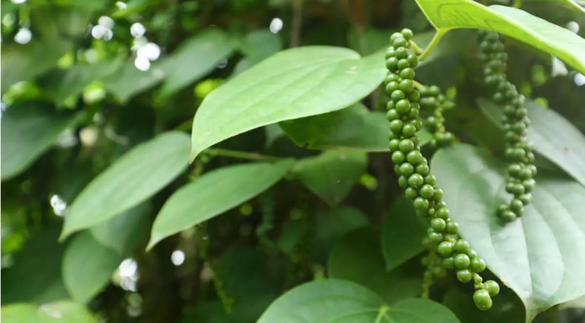 உங்கள் அறிவை சரிபார்க்கவும். இது 13 நன்கு அறியப்பட்ட தயாரிப்புகள் அறுவடைக்கு தோற்றமளிக்கிறது. 58572_17