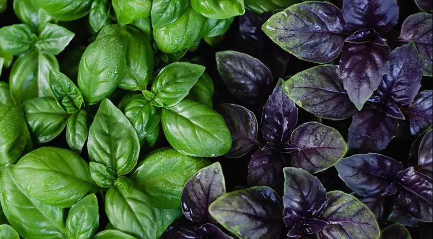 Tất cả những gì bạn cần biết về Basil