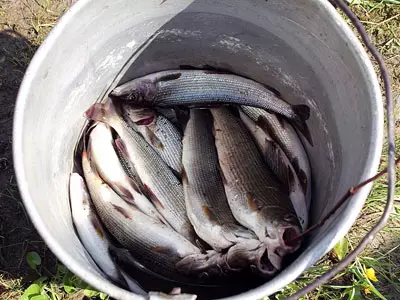 River Žuvys Kaip virti upės žuvis