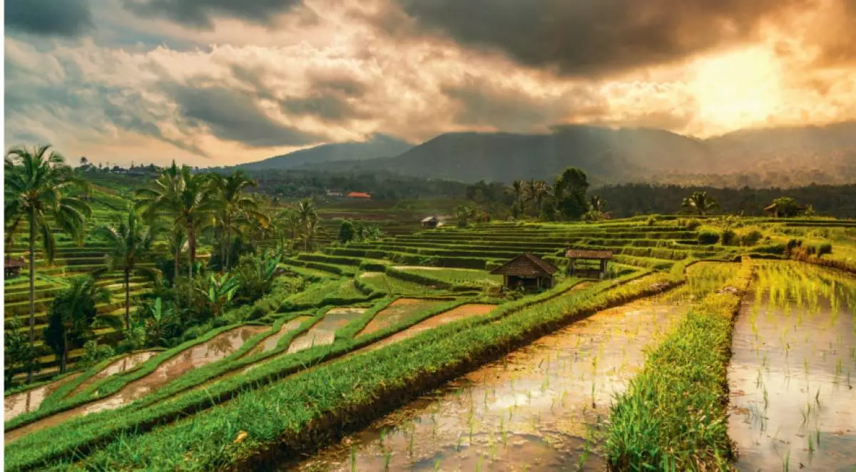 Rusakan mangrupikeun salah sahiji hiburan pang populerna di Bali. 71010_7