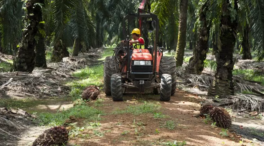 Plantaciones De Palmeras en Malasia