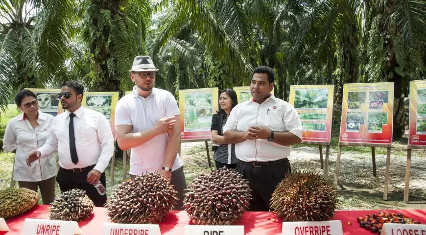 Palm Tree Fruits.