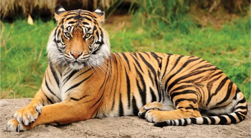 Възможно ли е млечният тигър и как всъщност тайгър мляко