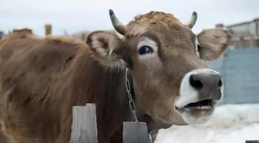 Karvė