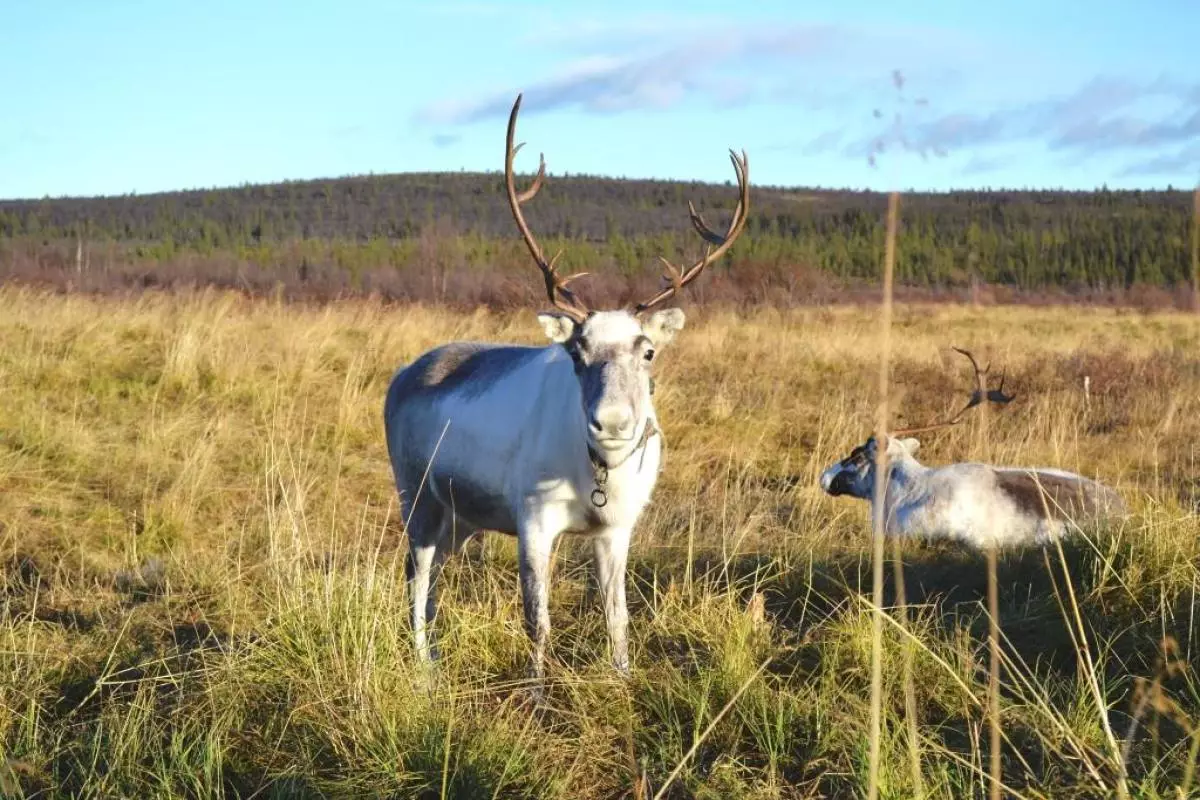 Kakiri Russia Ariwa: Kola Peninsula ati awọn alamọja rẹ 78902_7