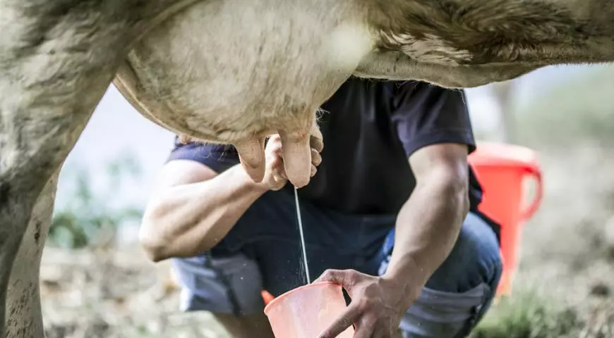 O le susu o povi