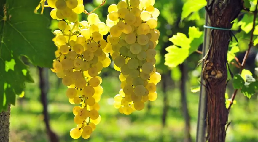 uvas blancas